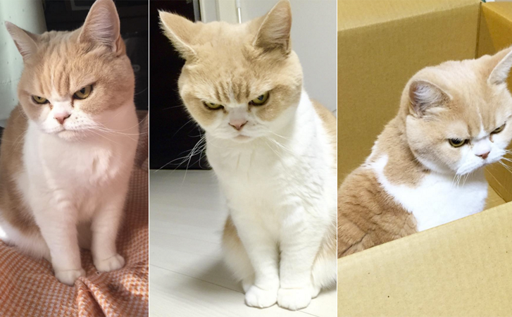 That Is One Pissed off Cat - Haruhichan